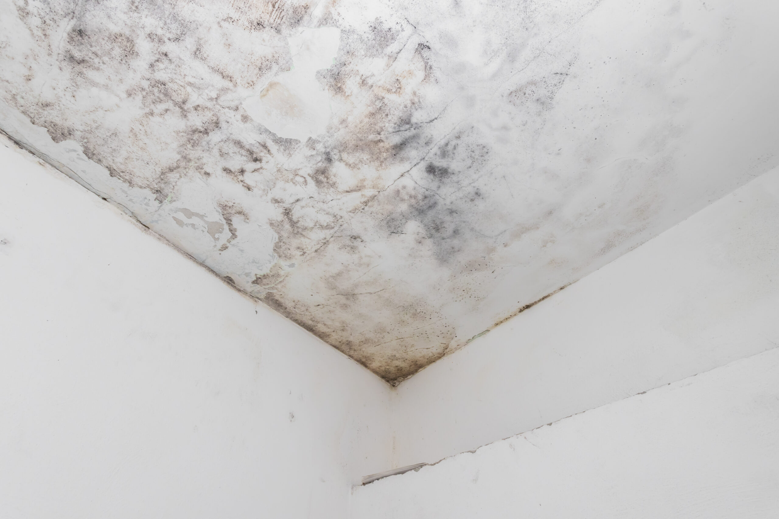 My Ceiling is Leaking! Your 5-Step Action Plan for ceiling leak in ...